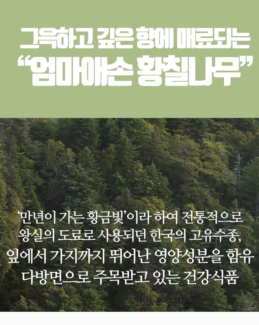 hplusmall 황칠나무 500g - 핫트랙스