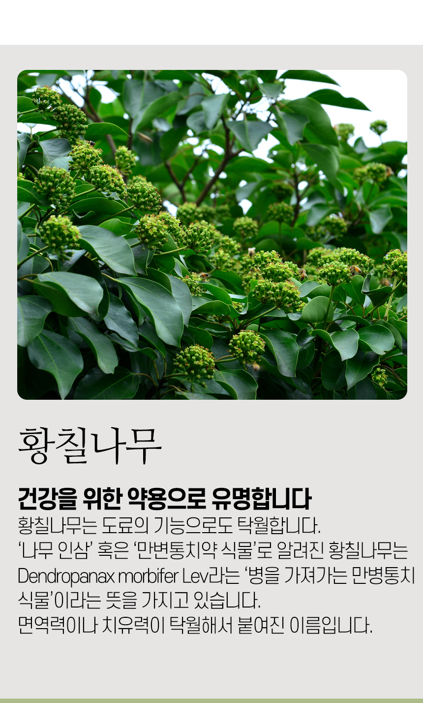 hplusmall 황칠나무 500g - 핫트랙스