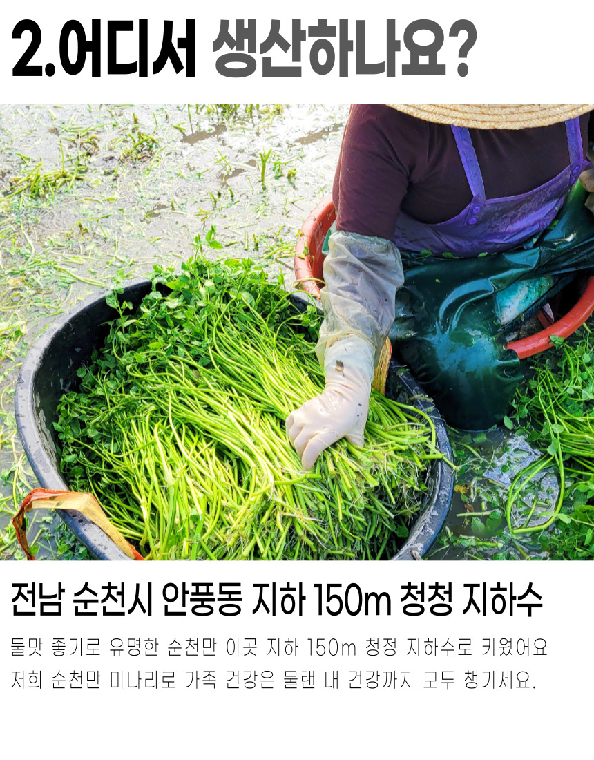 순천 세척 미나리 GAP 인증보유 1kg (500g 2봉) - 오아시스마켓::믿을 수 있는 먹거리